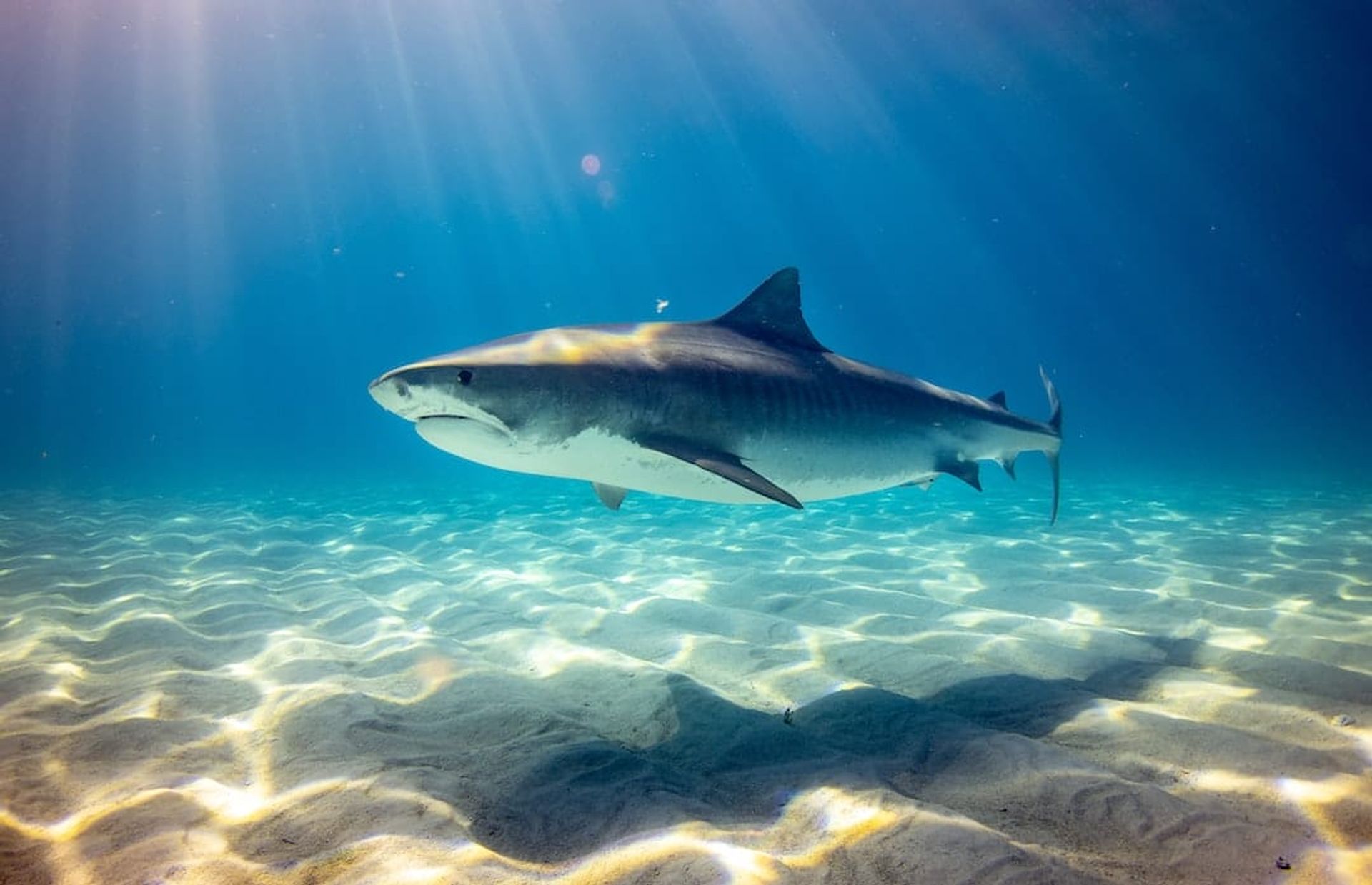 The Truth About Shark Attacks in Greece: Are the Waters Safe? | Chasing ...