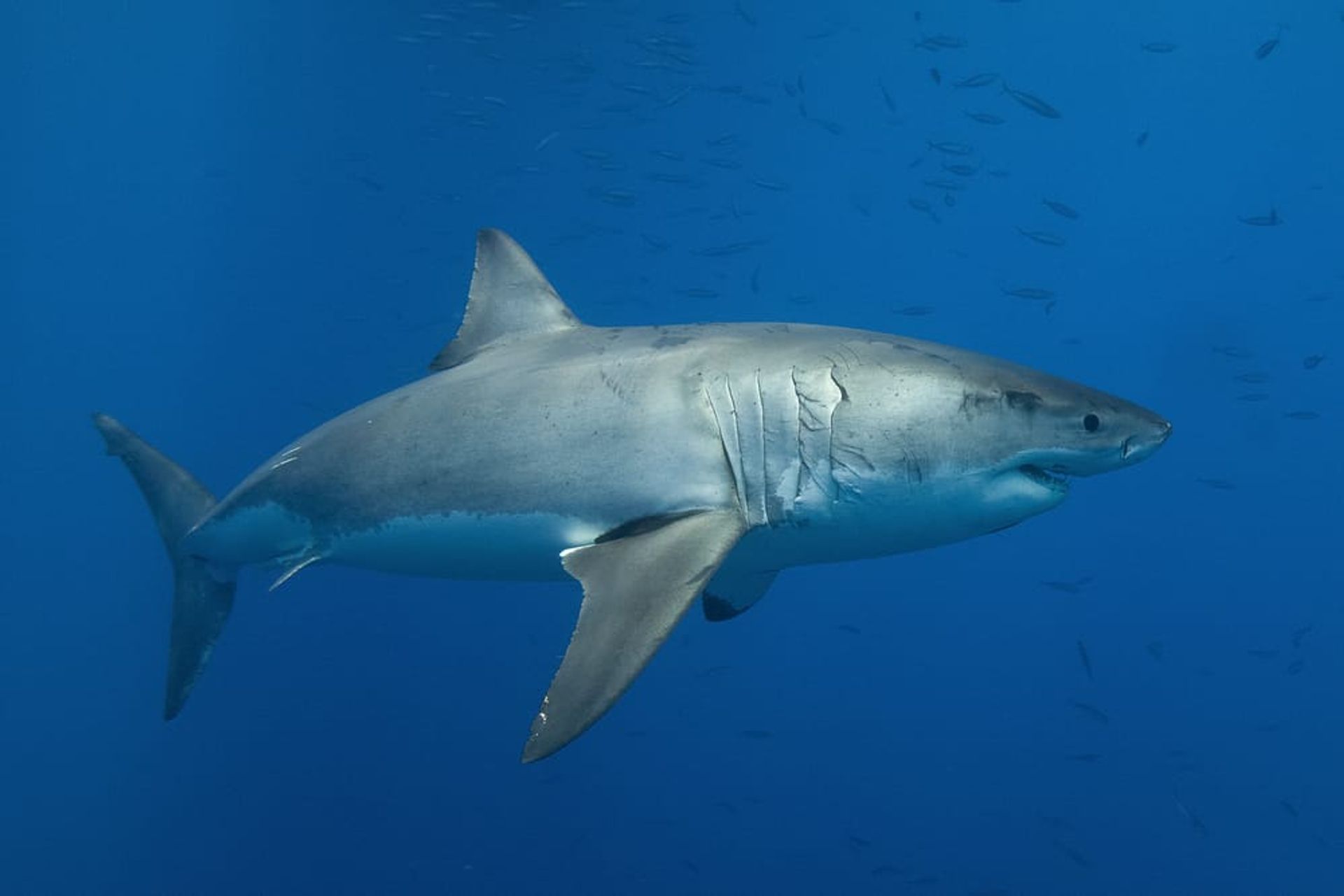 Are There Sharks in Croatia? Yes — Here's What You Need to Know ...