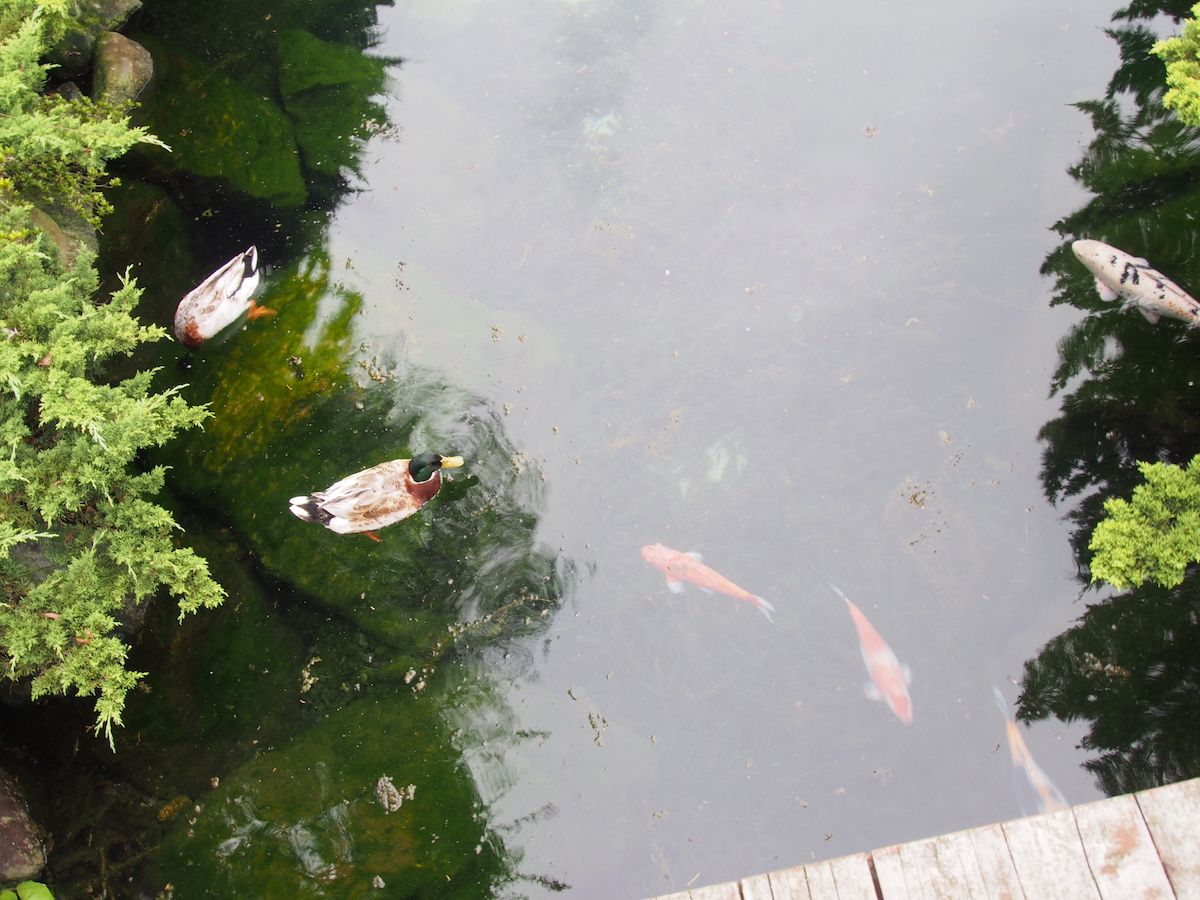 Jonofuchi Park Pagoda – Matsuyama, Ehime Prefecture, Shikoku • Henro