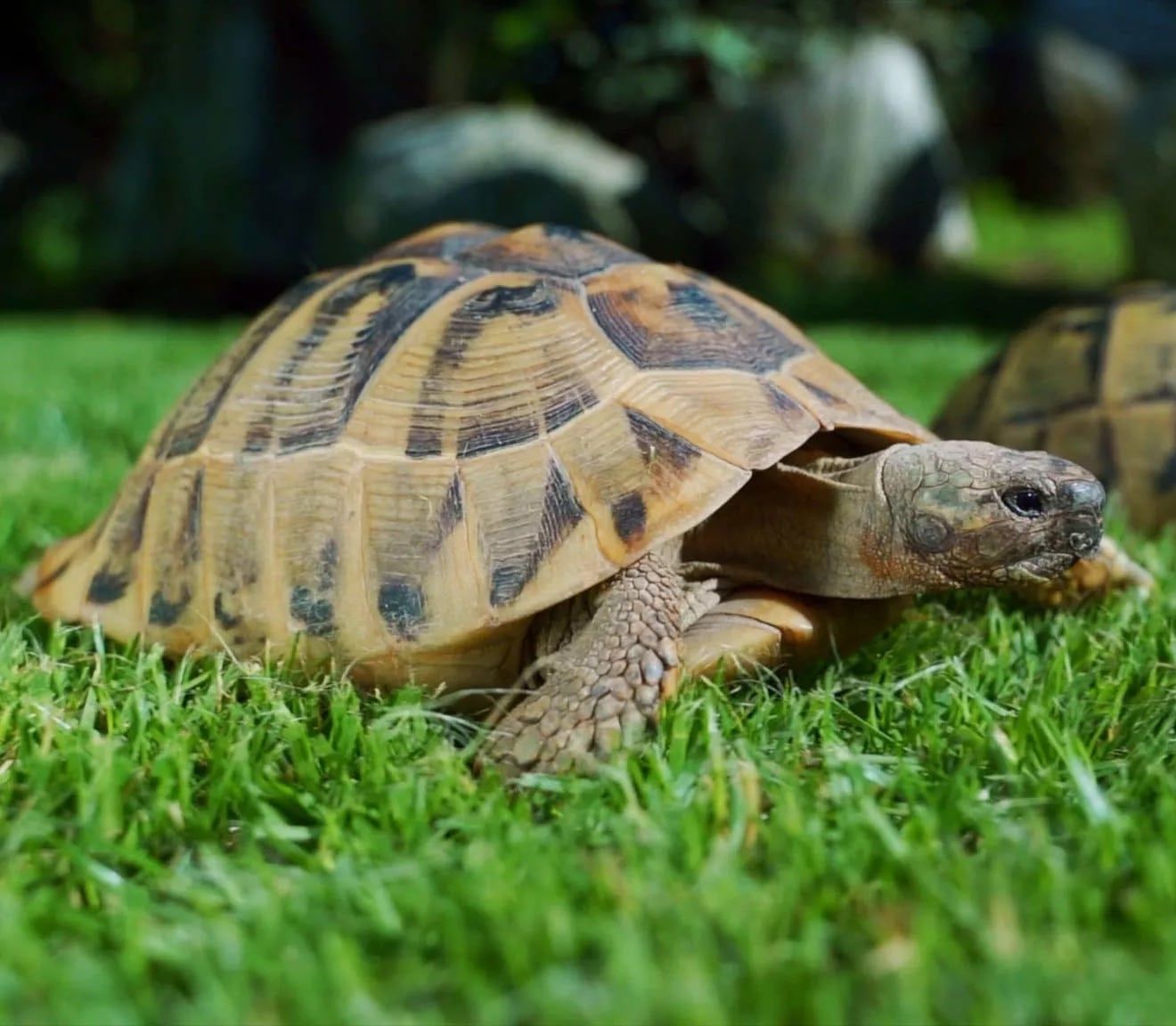 Tortuga Testudo hermanni boettgeri - Paradispets