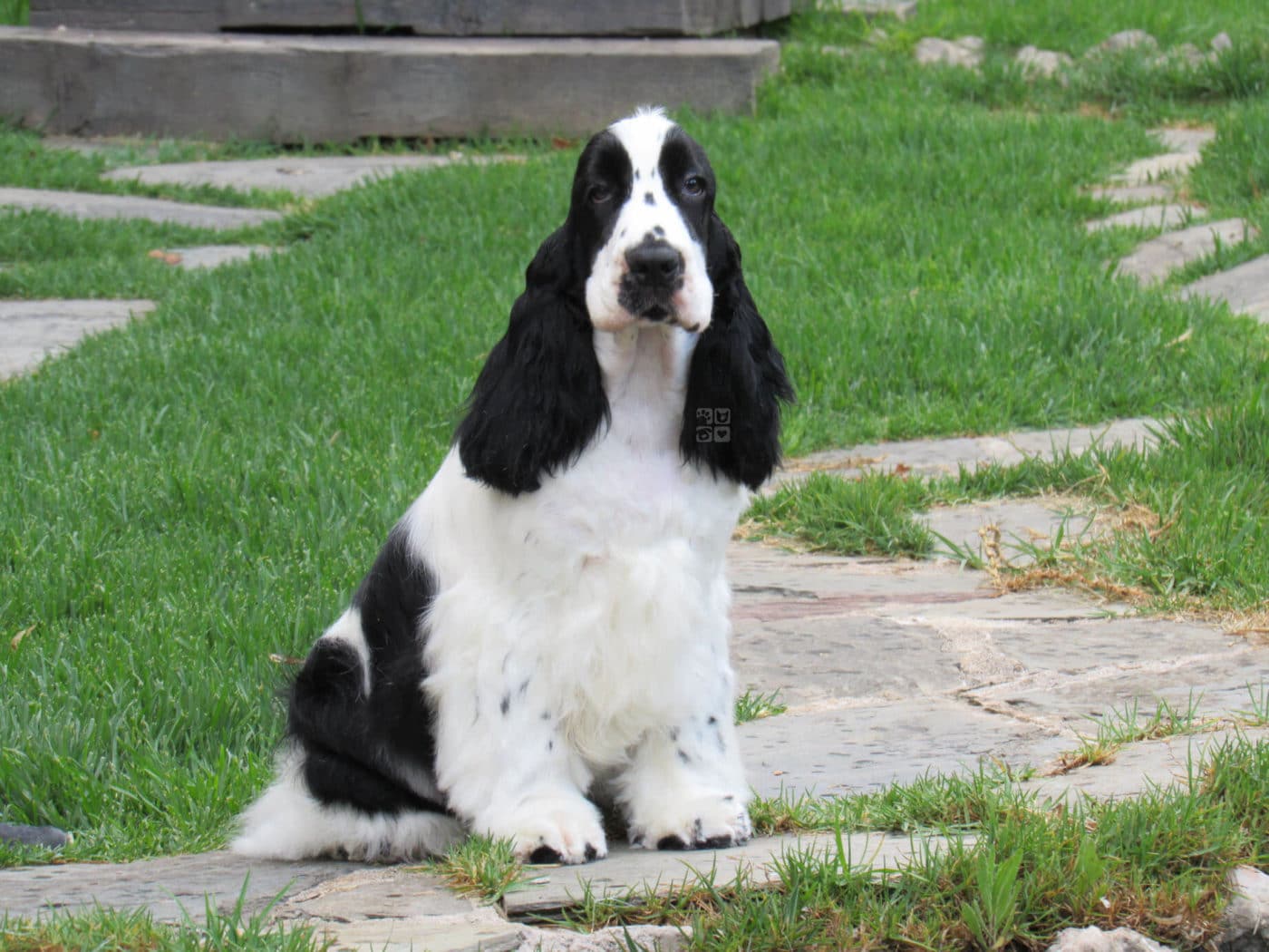 Criadores de Perros Mini y Toy. Cachorros en Venta