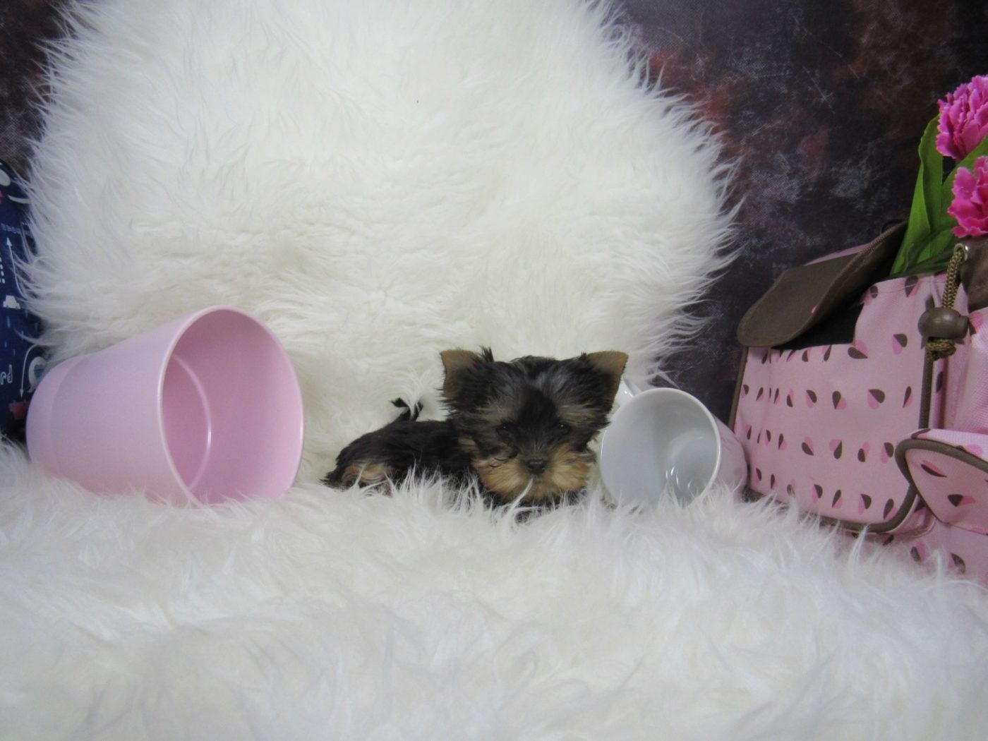 Comprar Cachorro de Yorkshire Terrier Mini. Consulta Precio