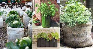 Sack and container gardening tips and benefits: Tropika