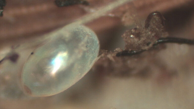 Kutu Kucing: Bahayanya Bagi Kucing dan Manusia