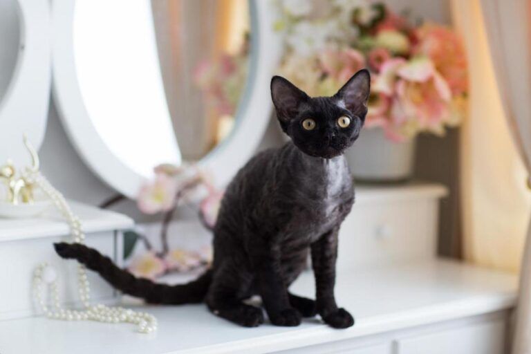 Informasi Ras Kucing Devon Rex » KucingMania