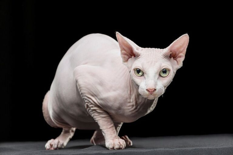 Kucing Sphynx: Harga, Karakteristik dan Perawatan » KucingMania