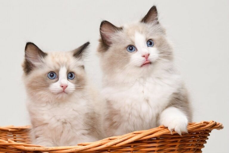 Kucing Ragdoll: Harga, Karakteristik dan Perawatan » KucingMania