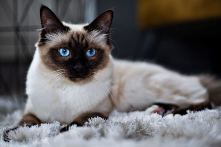 Kucing Birman: Harga, Karakteristik dan Perawatan » KucingMania