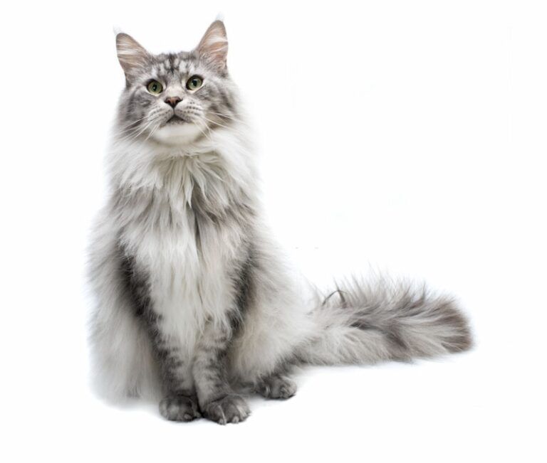 Kucing Maine Coon: Harga, Karakteristik dan Perawatan » KucingMania