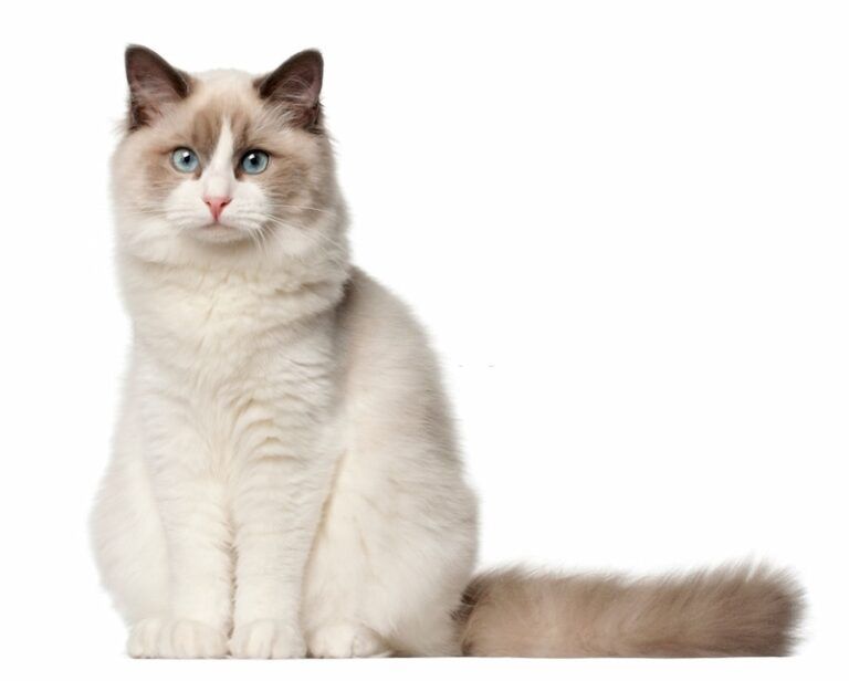 Kucing Ragdoll: Harga, Karakteristik dan Perawatan » KucingMania