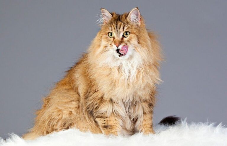 Kucing Siberian: Harga, Karakteristik dan Perawatan » KucingMania