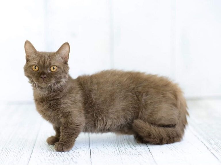 Kucing Munchkin: Harga, Karakteristik dan Perawatan » KucingMania