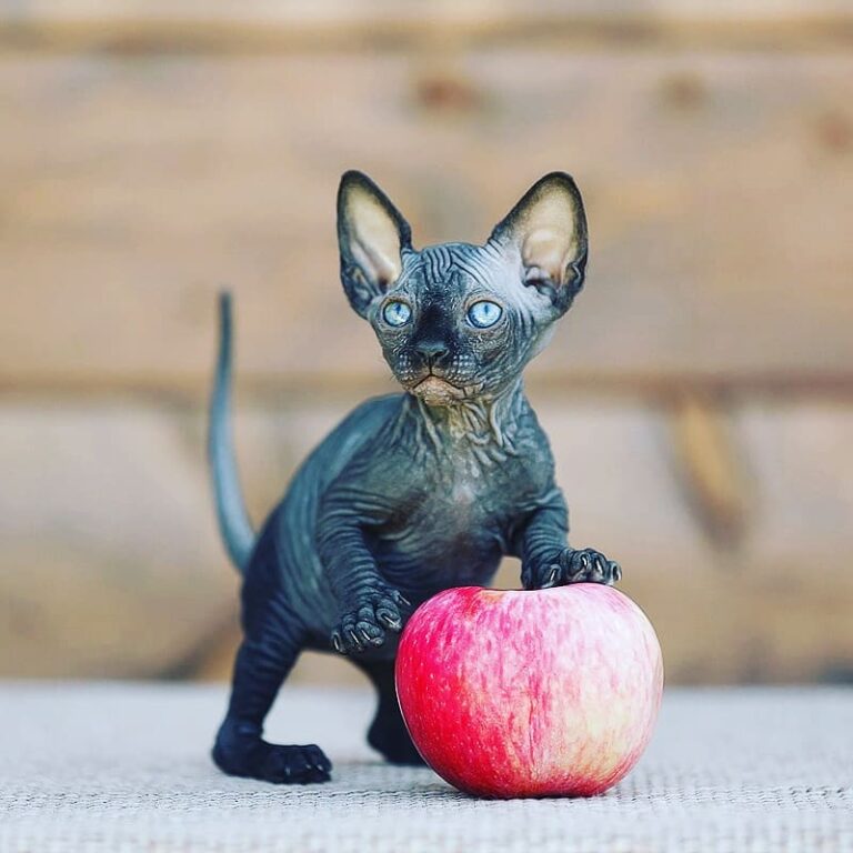 Kucing Bambino: Harga, Karakteristik dan Perawatan » KucingMania