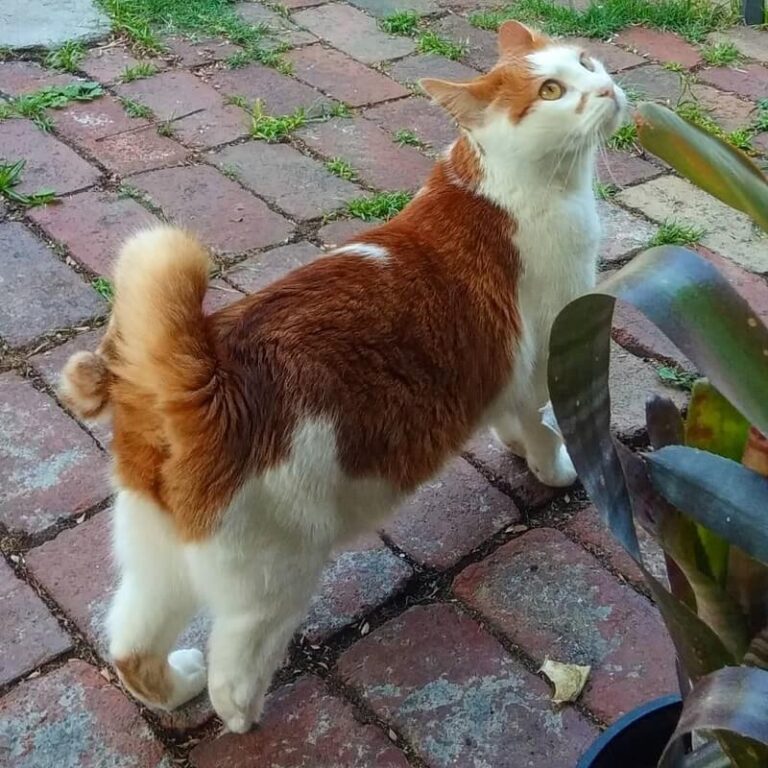 Kucing American Ringtail: Harga, Karakteristik dan Perawatan » KucingMania