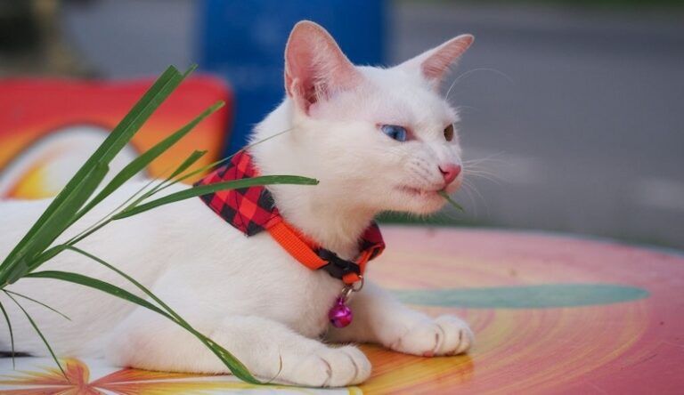 Kucing Khao Manee: Harga, Karakteristik dan Perawatan » KucingMania