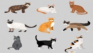 [80+] Jenis-jenis Kucing dan Gambarnya » KucingMania