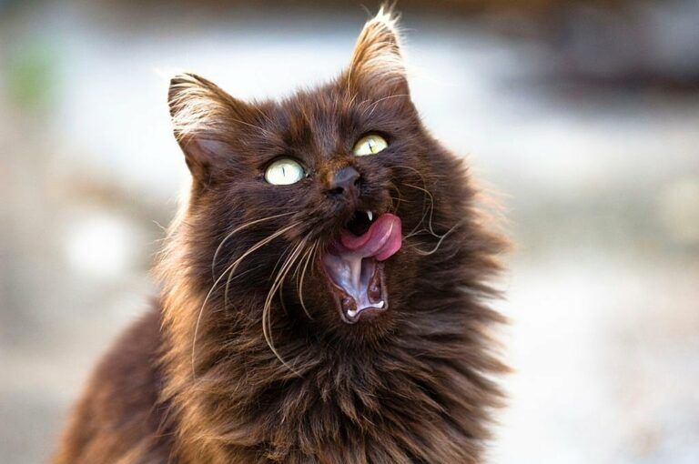 [80+] Jenis-jenis Kucing dan Gambarnya » KucingMania