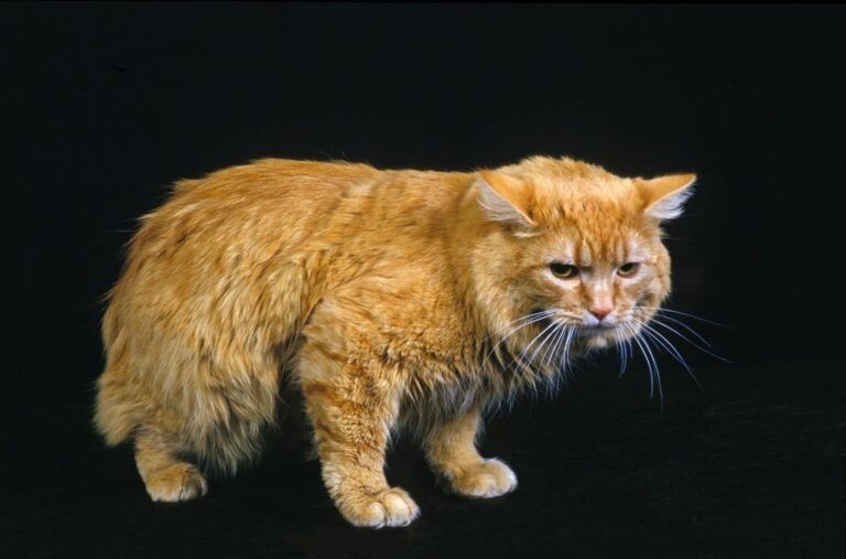 [80+] Jenis-jenis Kucing dan Gambarnya » KucingMania