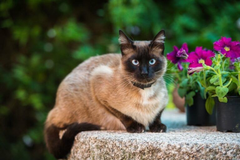 [80+] Jenis-jenis Kucing dan Gambarnya » KucingMania