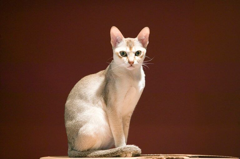 [80+] Jenis-jenis Kucing dan Gambarnya » KucingMania