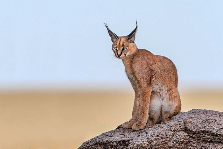 Kucing Caracal: Harga, Karakteristik dan Perawatan » KucingMania