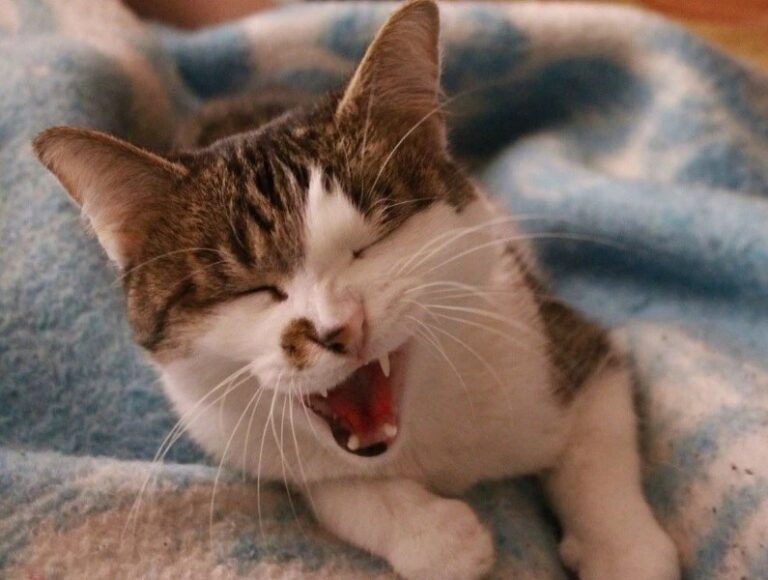 Kucing Batuk: Penyebab dan Pencegahan » KucingMania