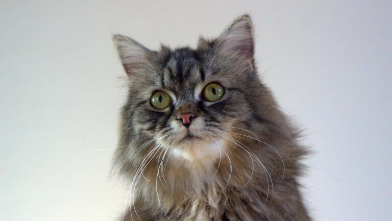 Kucing Persia Medium: Harga dan Karakteristik » KucingMania