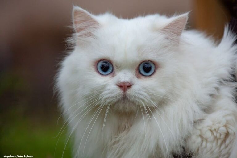 Kucing Persia Medium: Harga dan Karakteristik » KucingMania