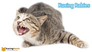 Kucing Rabies: Gejala dan Pencegahan » KucingMania