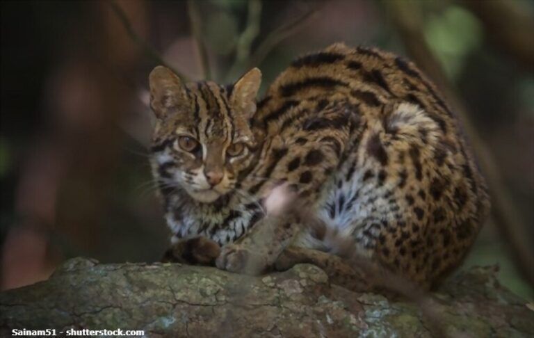 Kucing Blacan: Harga, Karakteristik, dan Kontroversi » KucingMania