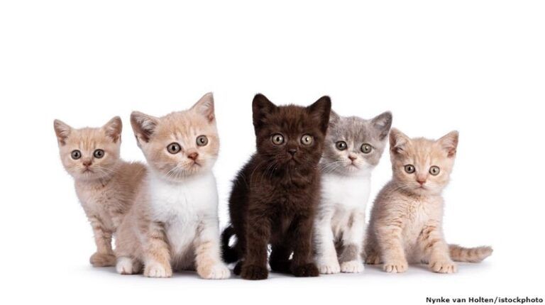 13 Kucing Rambut Pendek yang Mudah Dipelihara