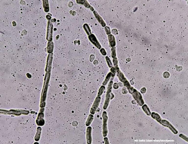 Ringworm Pada Kucing: Penyebab dan Pengobatan » KucingMania