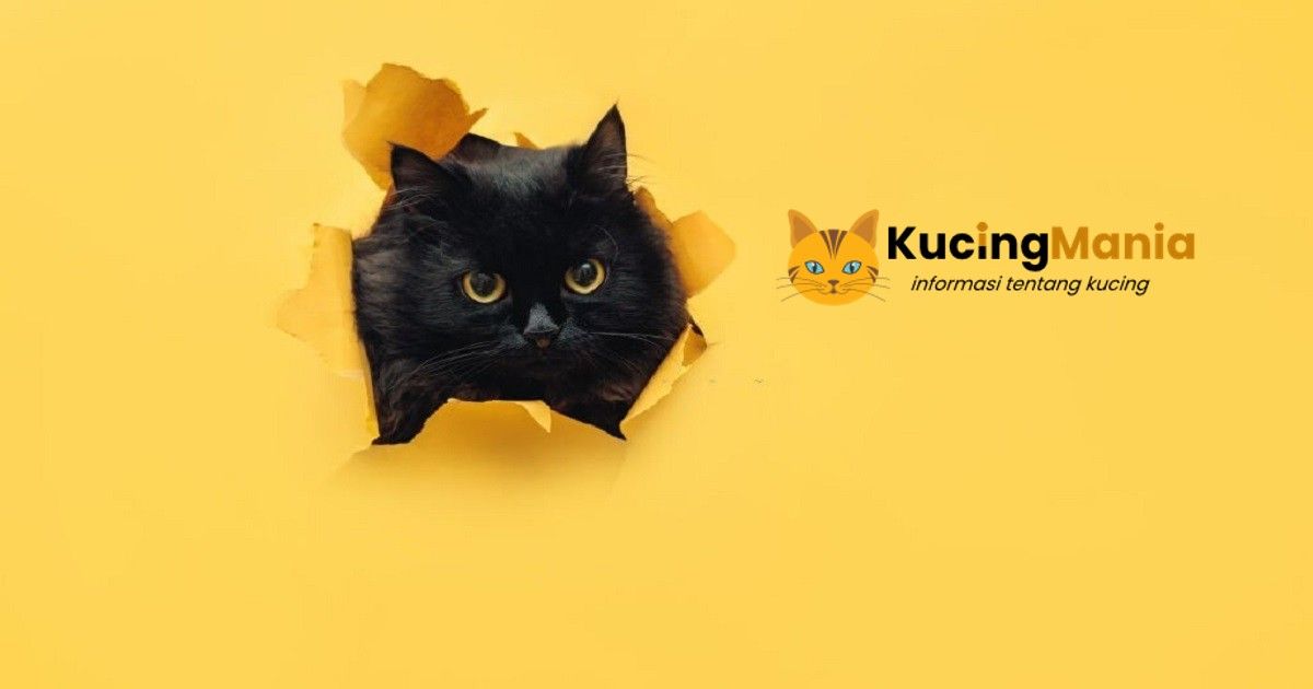 Penyakit Kucing Archives » KucingMania