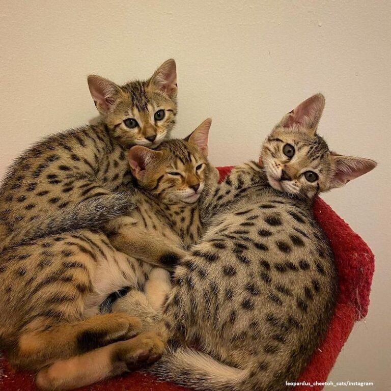 7 Ras Kucing Hybrid (Dengan Gambar) » KucingMania