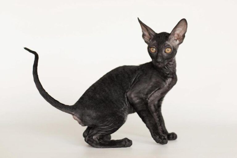 7 Ras Kucing Warna Hitam yang Elegan & Menawan » KucingMania