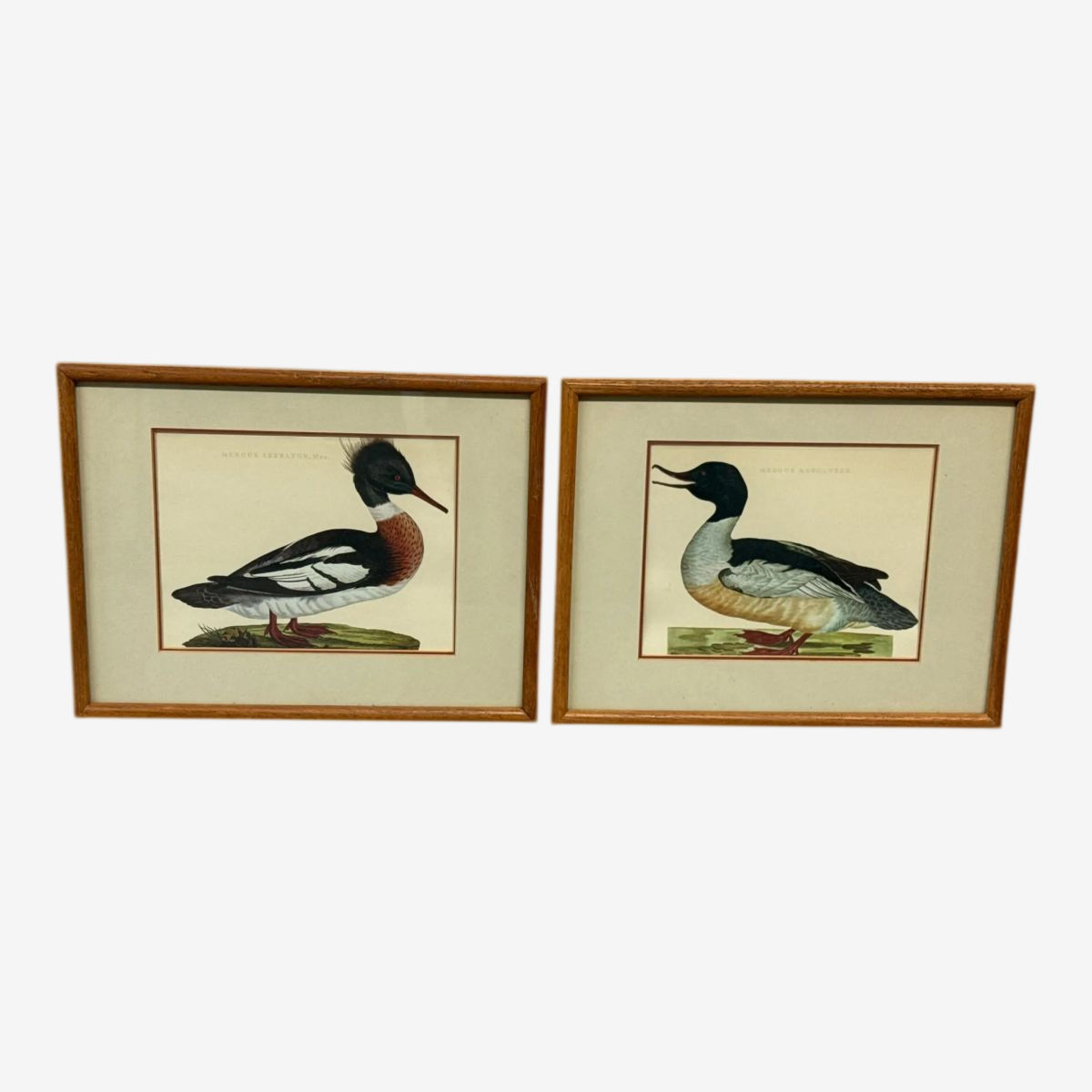 Jan Christian Sepp Merganser Duck Engraving Reproductions, Pair - $499 ...