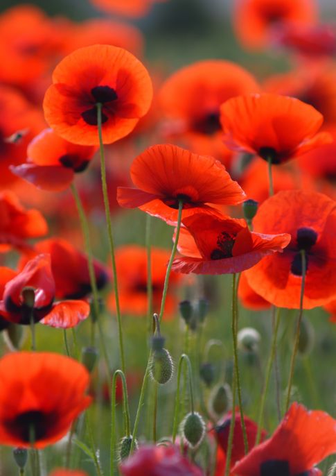 Remembrance Sunday | Derby Live