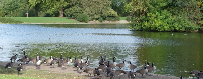 Wildlife in Derby | Butterflies, Bats and Hedgehogs | In Derby