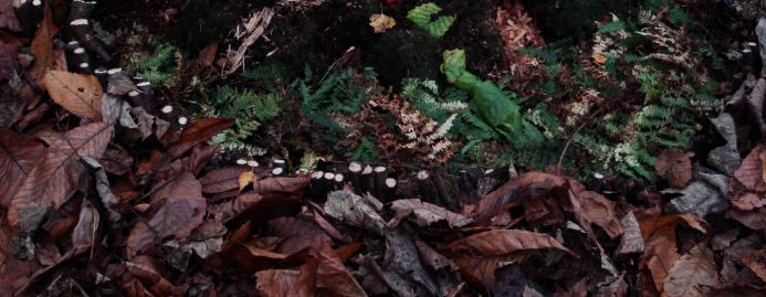 Nature Area | Allestree Park | In Derby