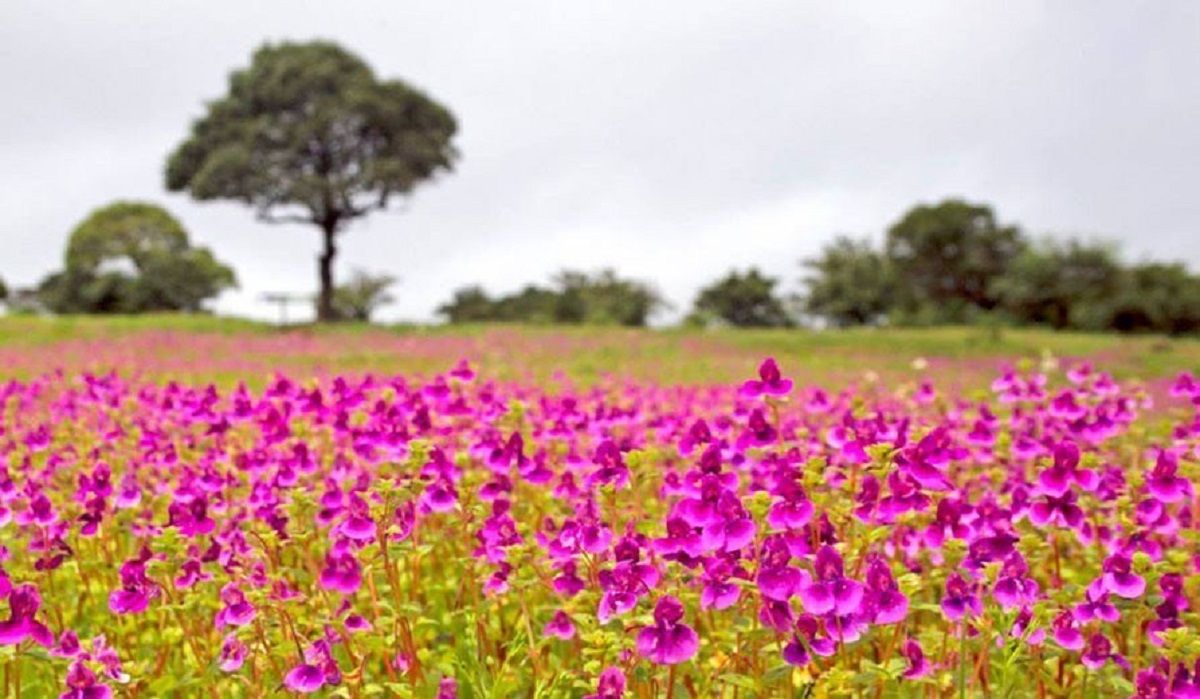 Kaas Plateau & Thoseghar Waterfall | Liveb4youdie