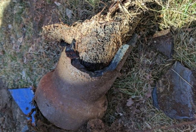 Tree Roots in the Drains