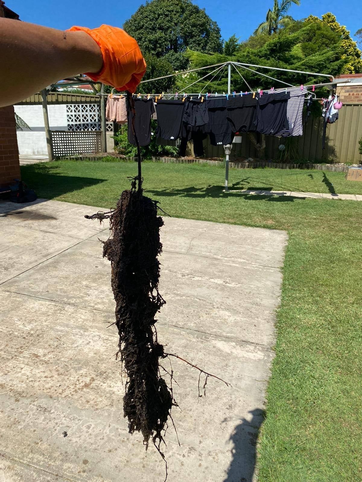 Tree Root Removal Sydney | 24/7 Emergency Drain Plumber Near You