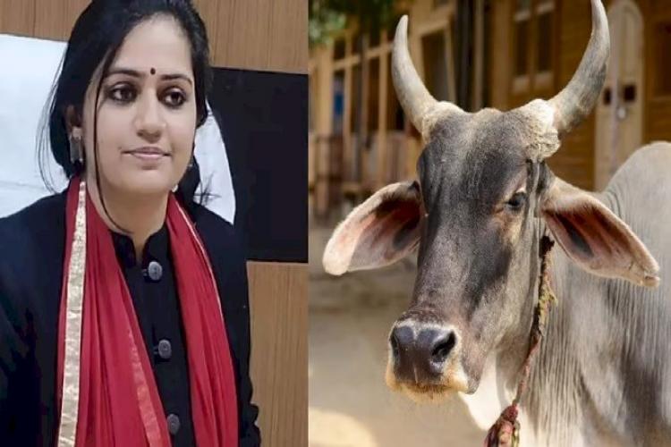Holy Cow! Seven vets assigned duty for treating Fatehpur DM’s cow ...