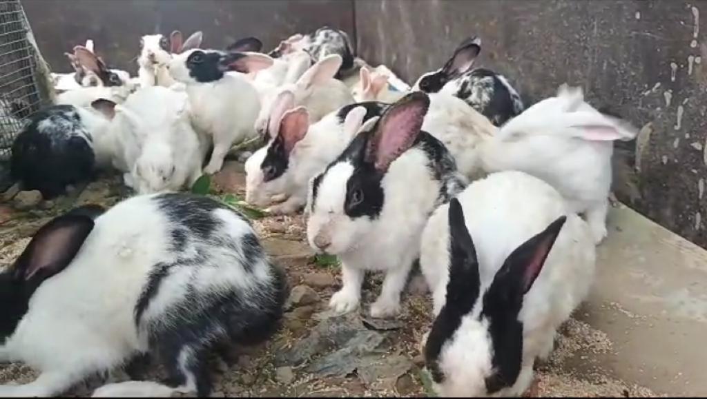 Picnic Spot City Forest Devastated by Flood; Rabbits Rescued, Available ...