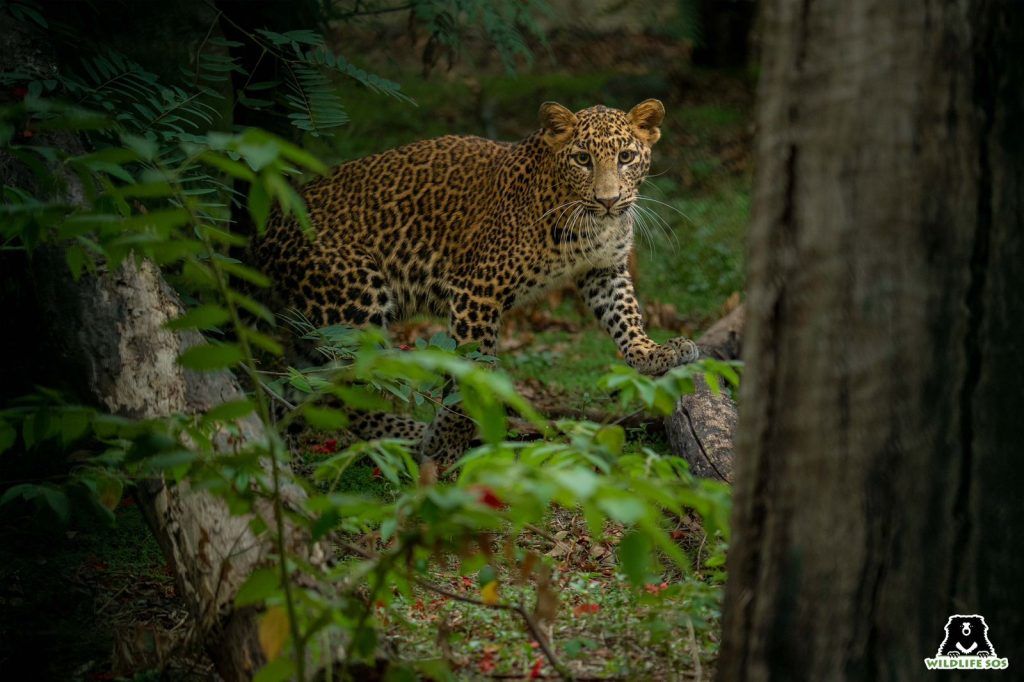 World Endangered Species Day: Wildlife SOS's Tireless Efforts in ...