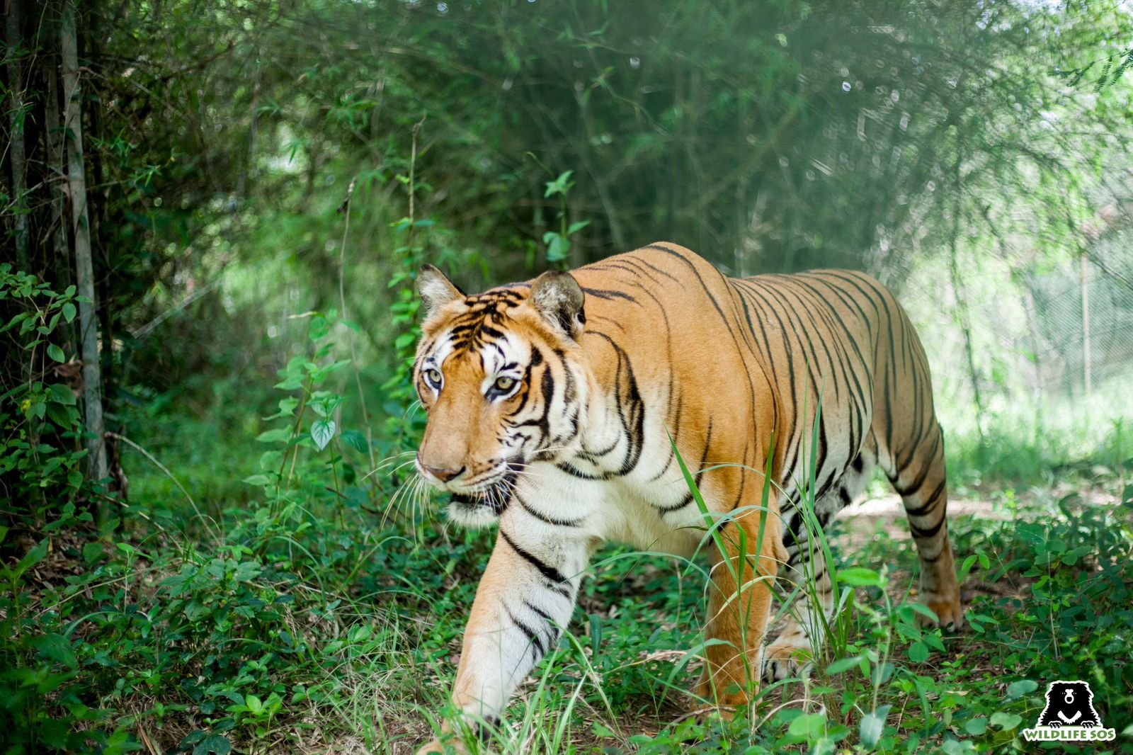 World Endangered Species Day: Wildlife SOS's Tireless Efforts in ...