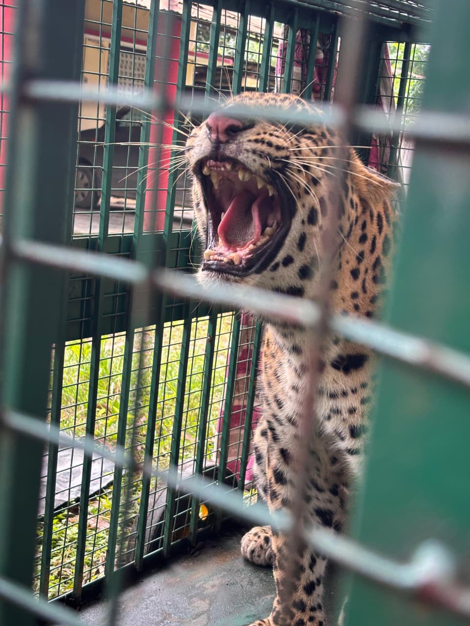 Man-Eating Leopard Trapped After 10 Days of Terror in Najibabad ...