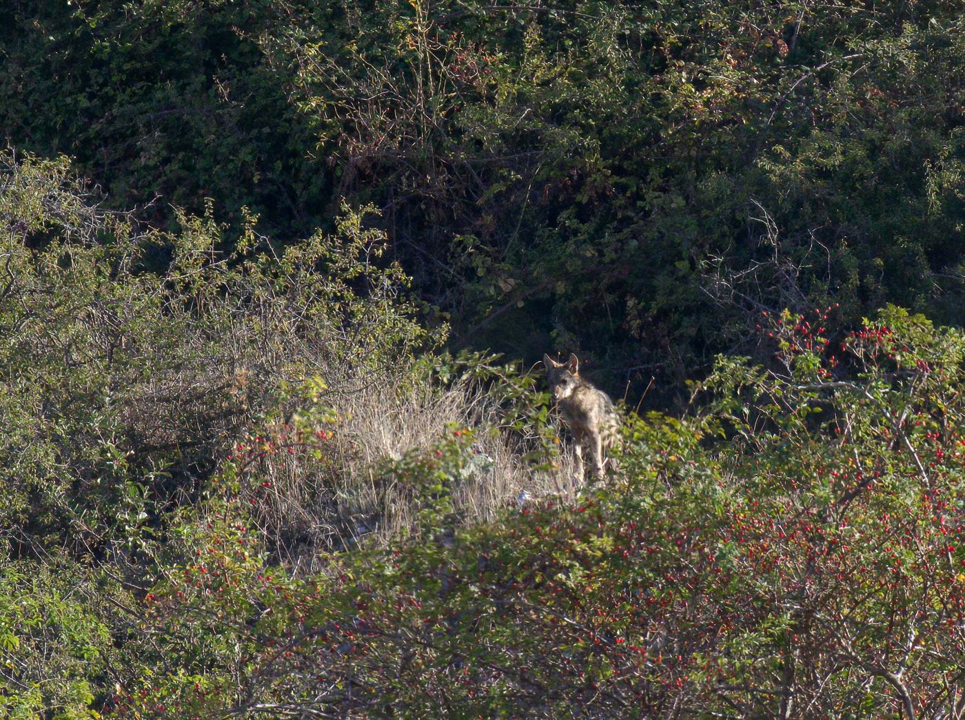 Wolven in Abruzzo, Italië: verslag natuurreis