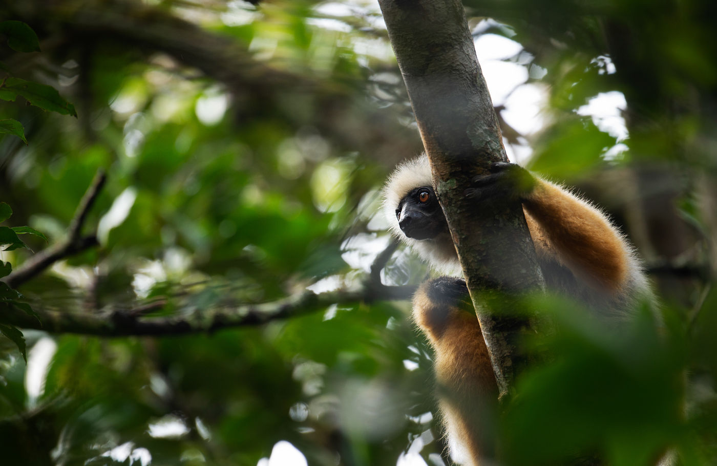 Trip report: the first STARLING nature tour to Madagascar - STARLING ...
