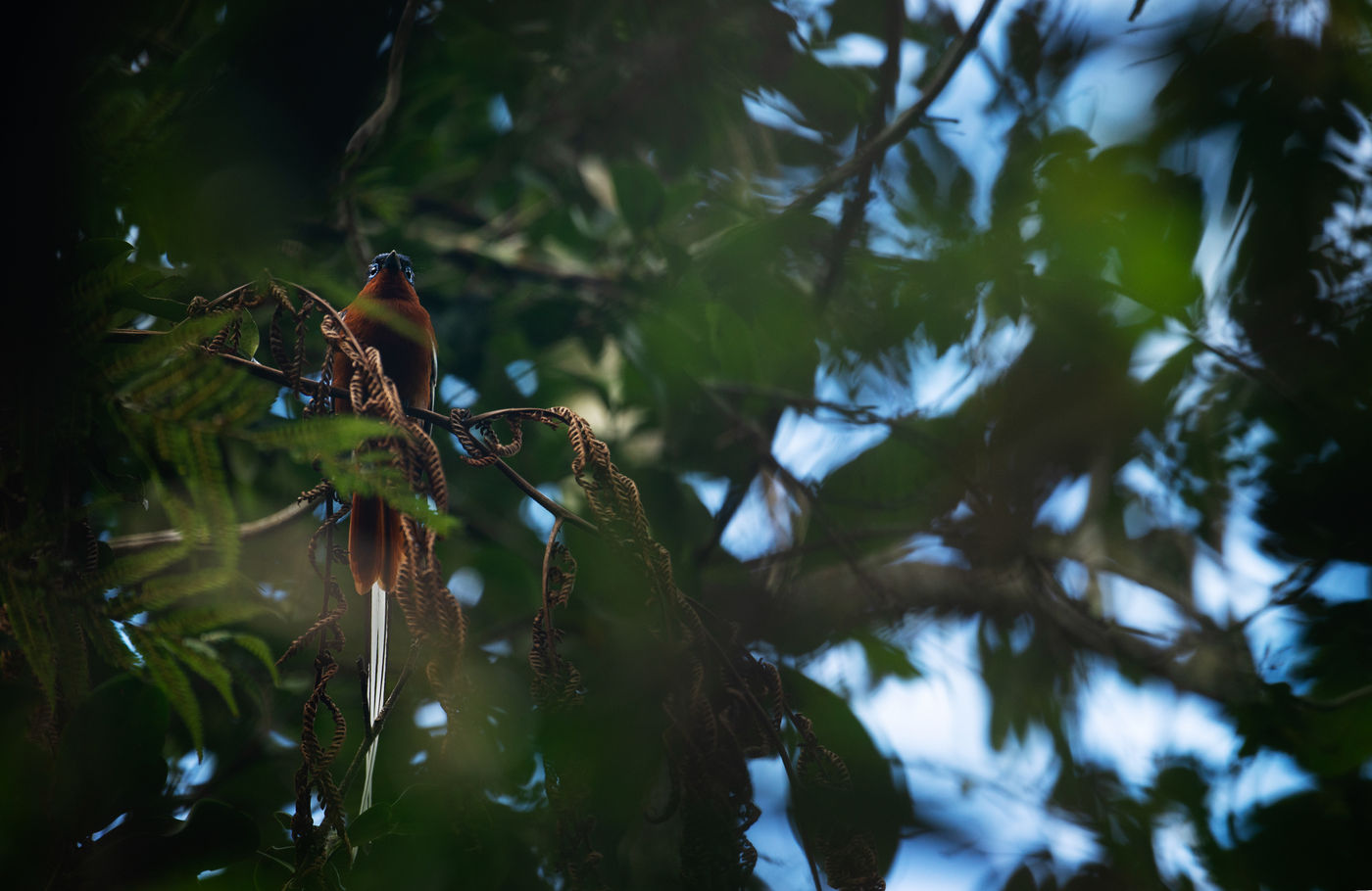 Trip report: the first STARLING nature tour to Madagascar - STARLING ...